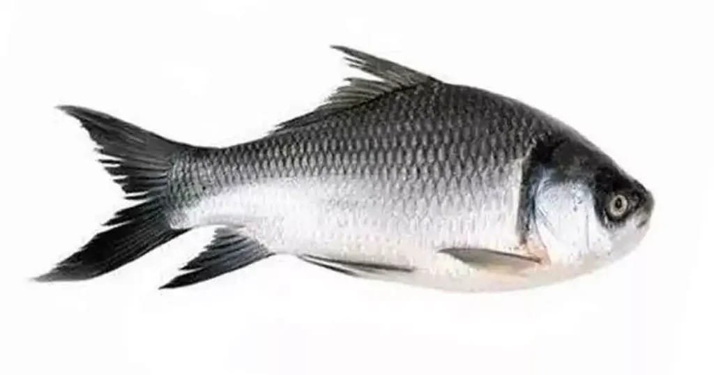 Catla Fish Farming: A Comprehensive Guide For Beginners - PM Bazaar