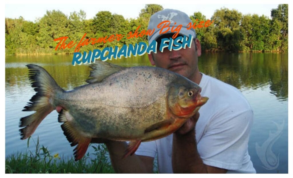 Rupchanda Fish Farming: A Beginner’s Guide to Success