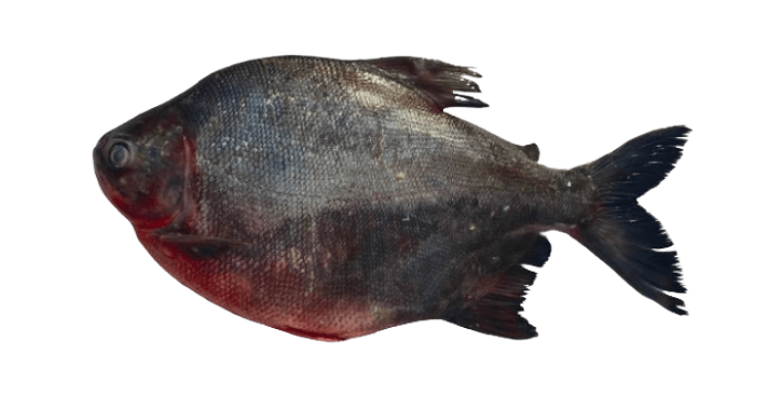 Rupchanda Fish Farming: A Beginner’s Guide To Success - PM Bazaar